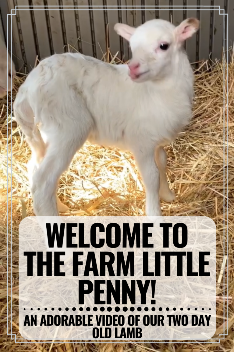 New Lamb on the Farm - Little BearFox Farm
